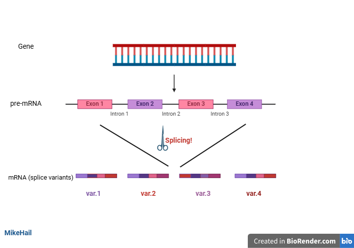 Alternative Splicing | Mikehail
